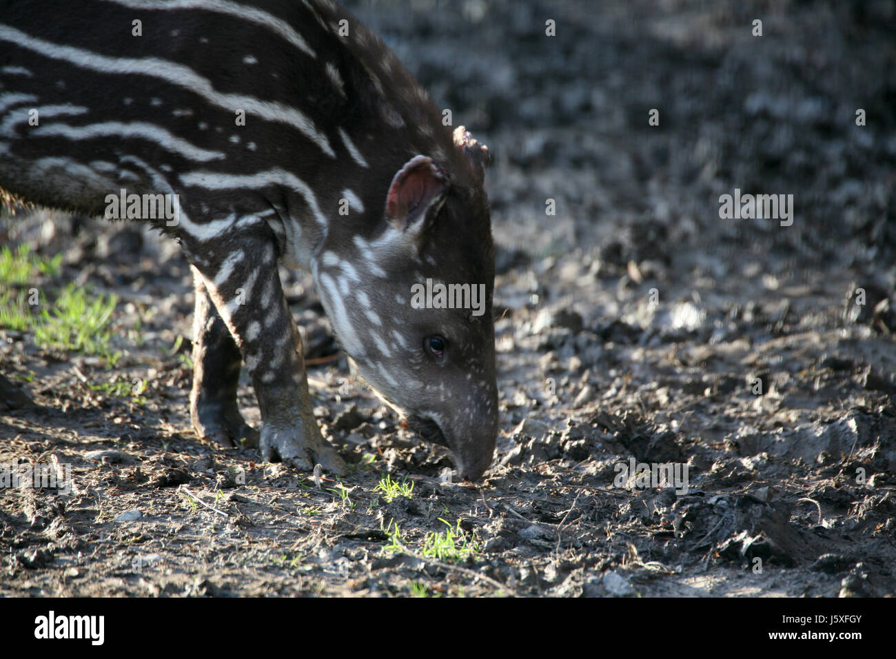 mammal young animal tapir animal striated south america proboscis ...