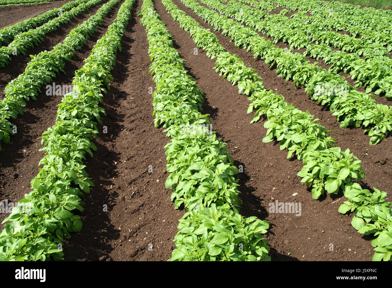 ground soil earth humus field vegetable crops lawn green leaf colour ...
