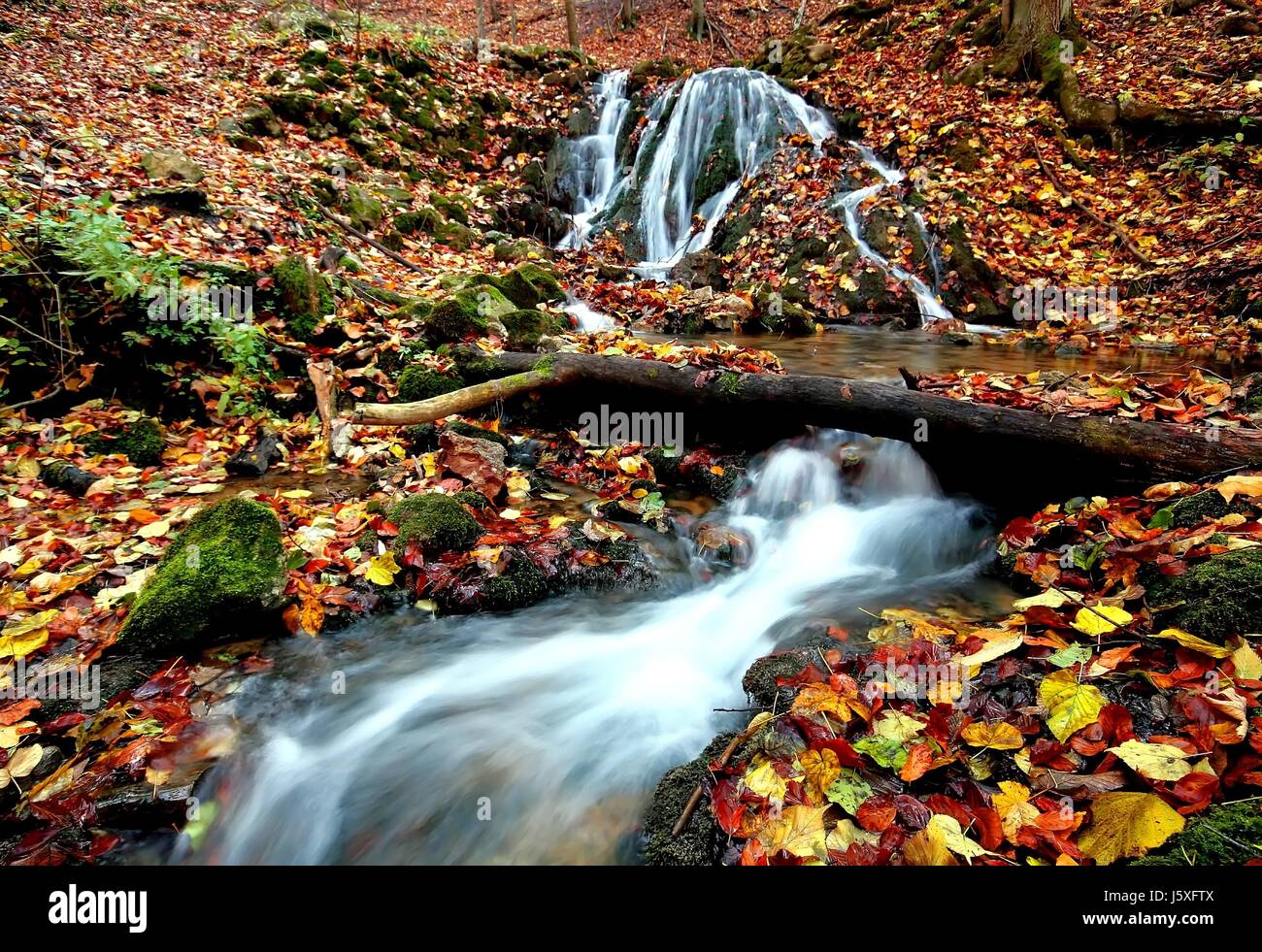 backdrop background beauty fall autumn tree wild pine freshness stream ...