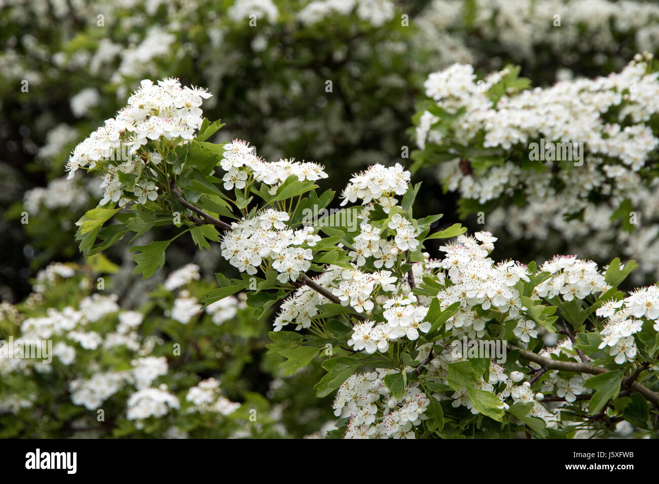 Hawthorm blossom in full bloom Stock Photo - Alamy