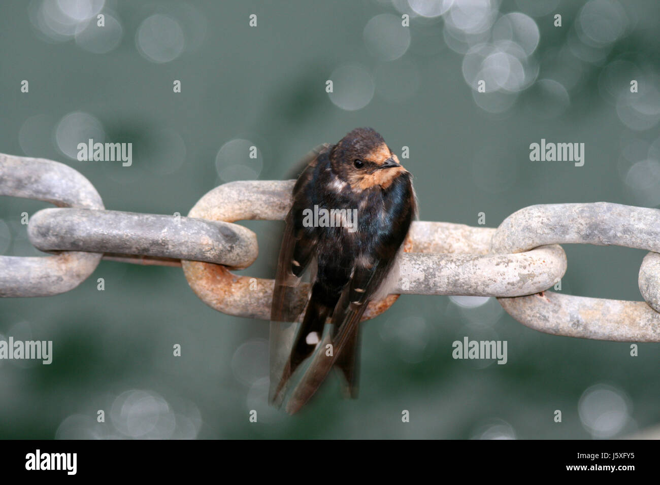 bird birds wing chain beak swallow beaks chimney-swallow feather fly ...
