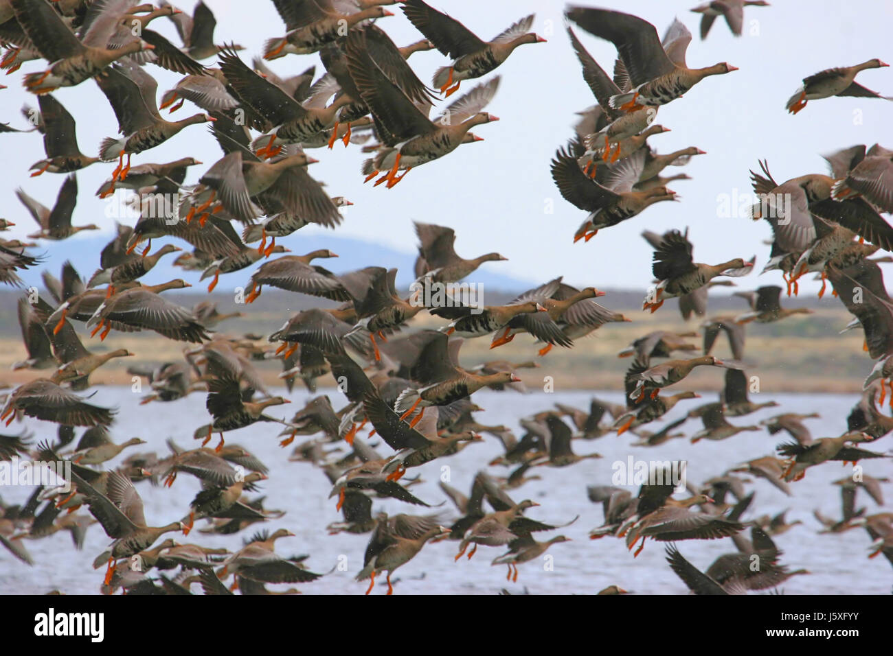 bird duck geese goose migration immigration fly flies flys flying fly ...