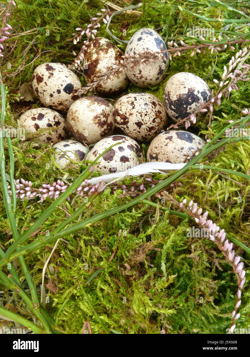 nest with quail eggs Stock Photo - Alamy