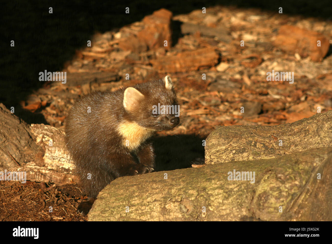 predator marten baum marten hunter fur skin sweet wild animal cute ...