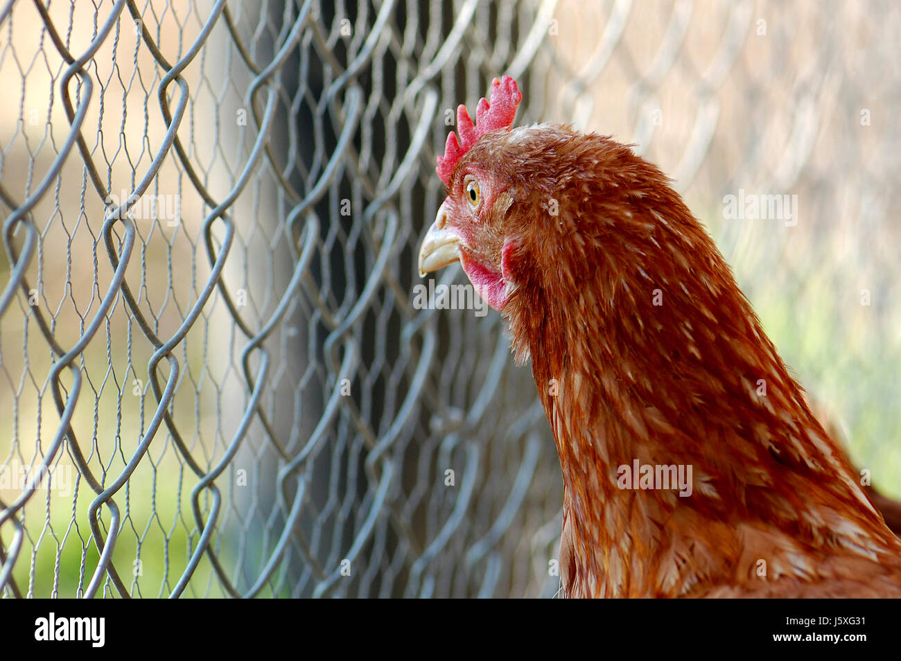 chicken cage hen caged grating grate grid grille longing freedom ...