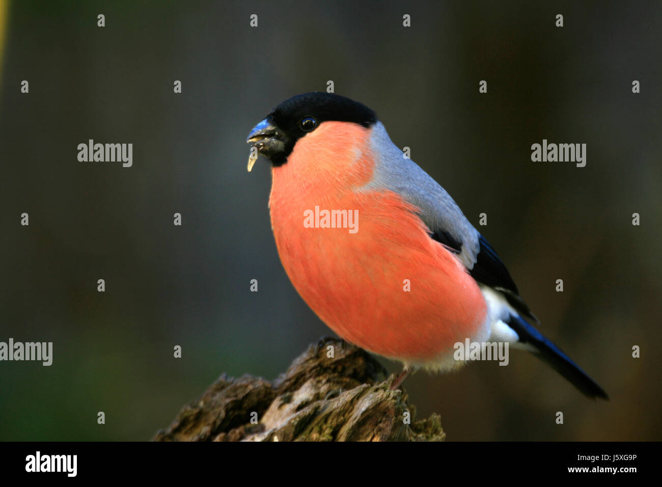 Bullfinch picture hi-res stock photography and images - Alamy
