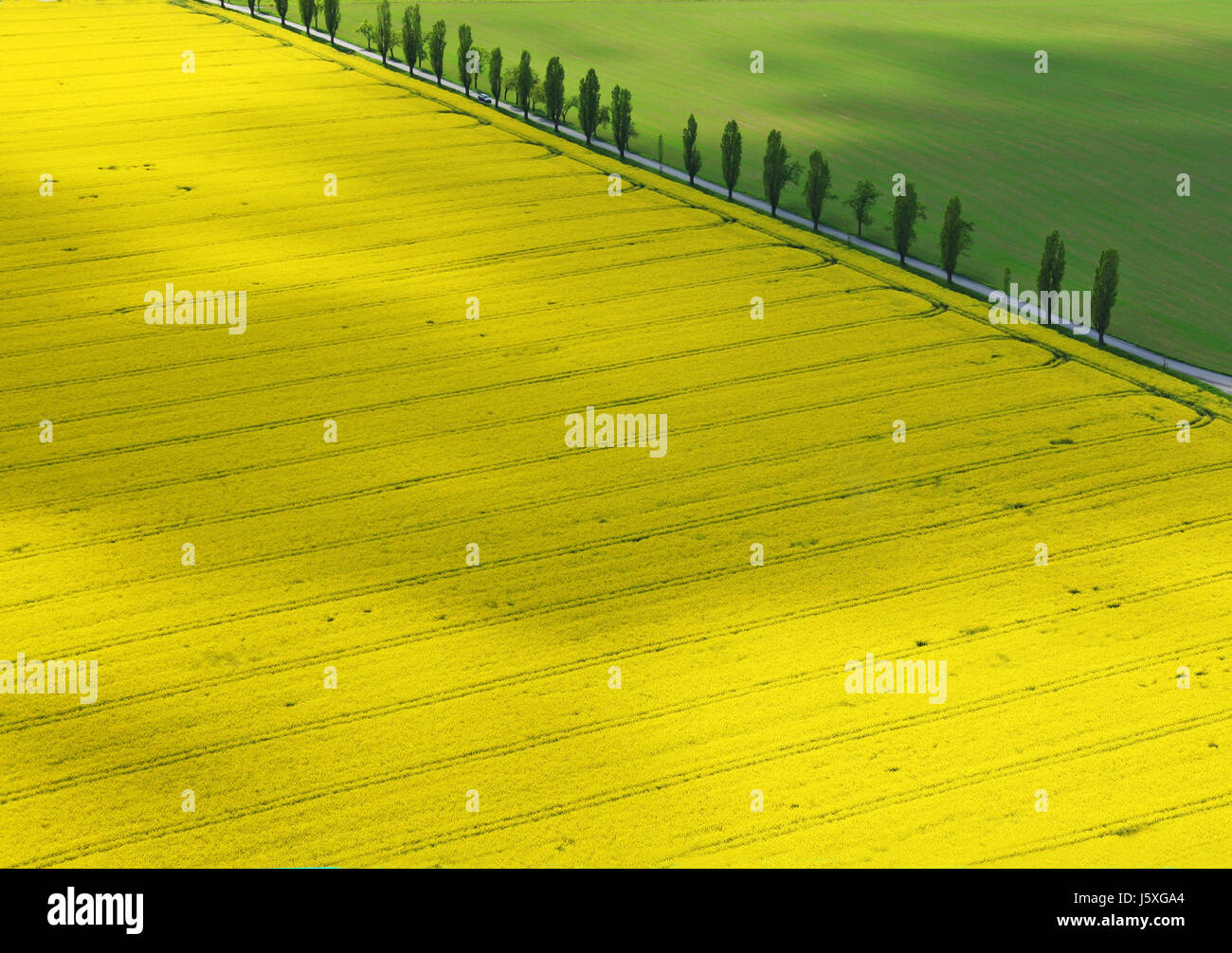 aerial perspective coleseed field contrast scenery countryside nature ...