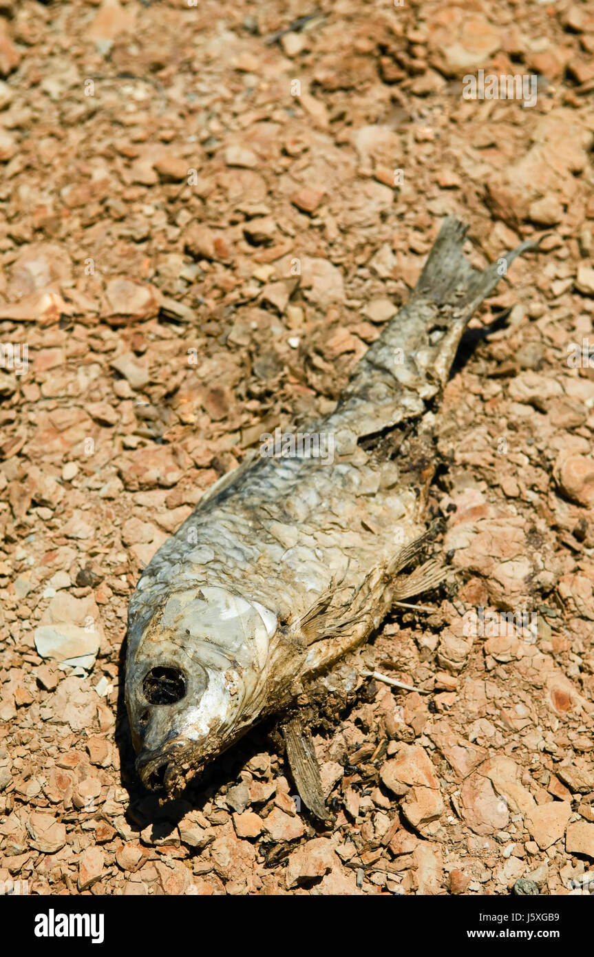 death fish destruction desolation rotten carp dead abandon go away ...