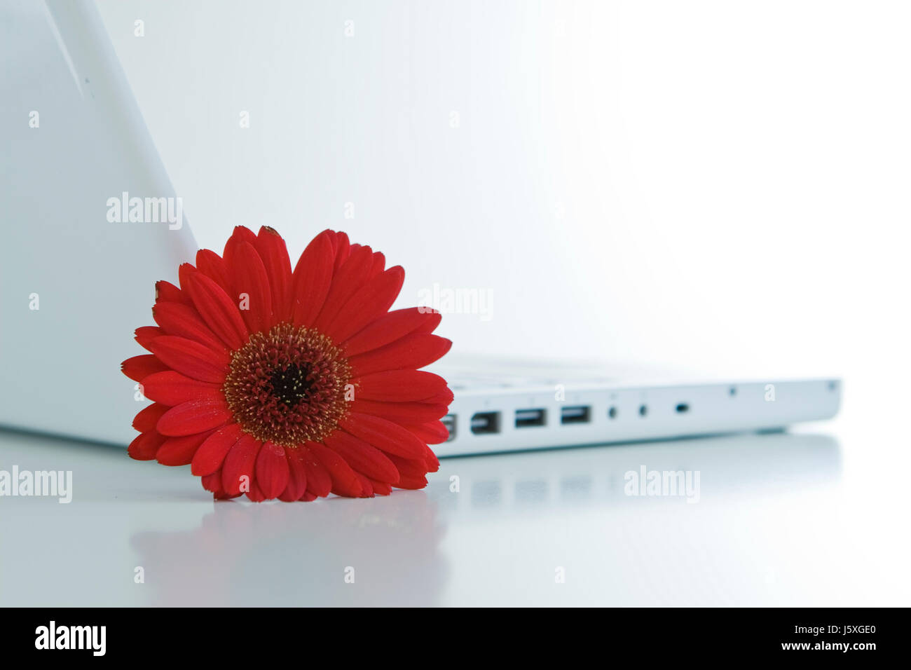 laptop notebook computers computer flower plant laptop notebook ...