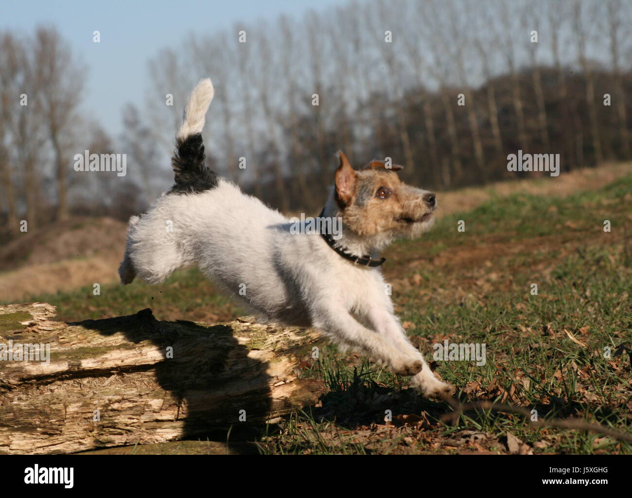 freedom liberty dog spring bouncing bounces hop skipping frisks jumping ...