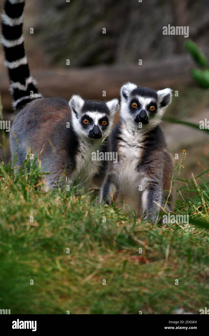 curiosity curious nosey nosy monkey apes lemur shine shines bright ...