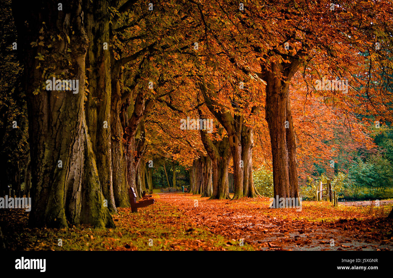 tree trees leaves autumn colours seasons scenery countryside nature ...