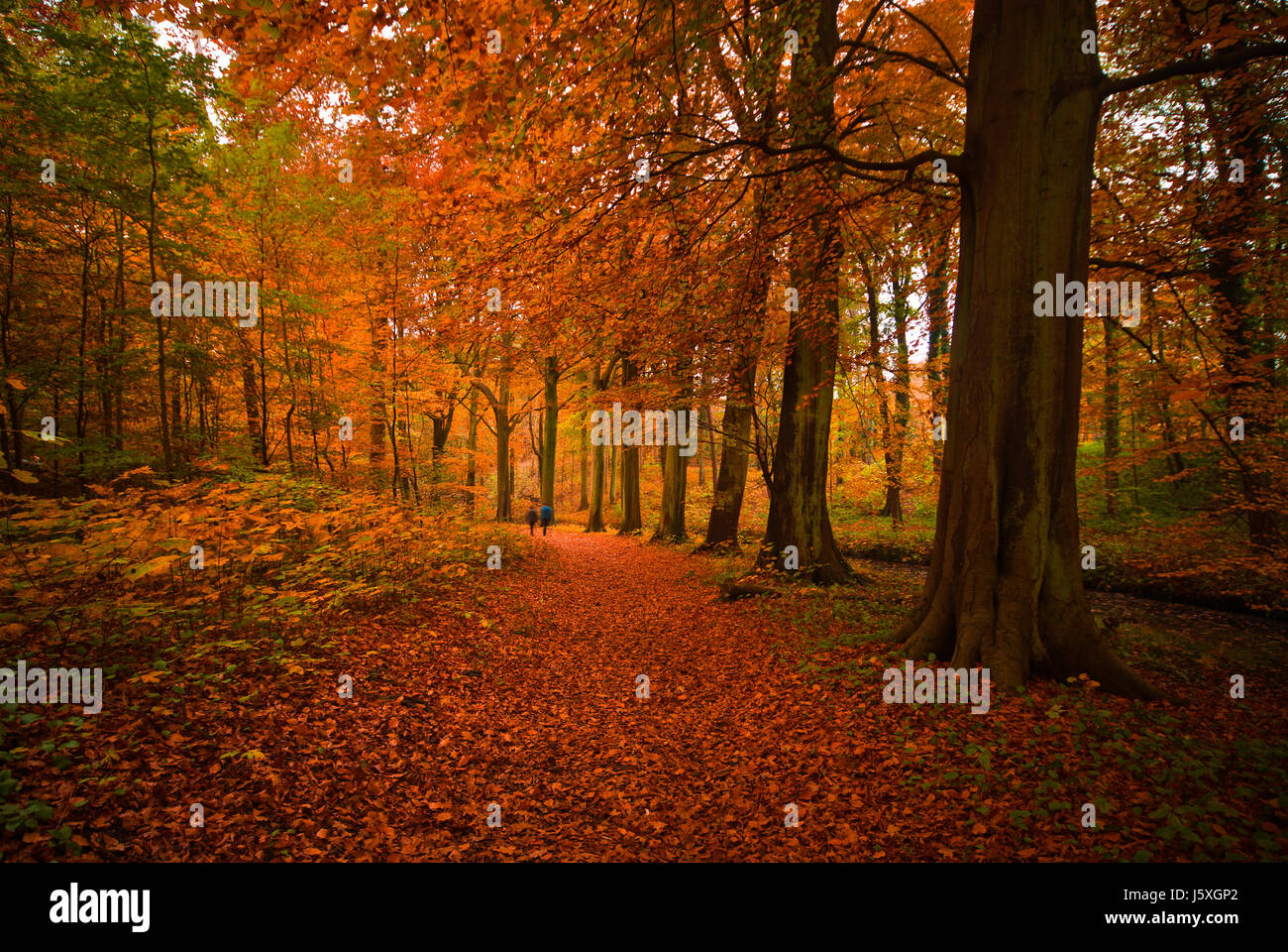 autumn colors in the forest Stock Photo - Alamy
