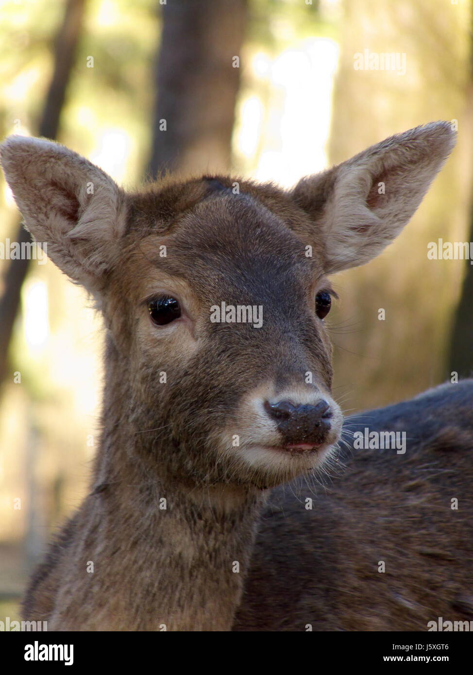 wild young animal deer forest nature wild young animal deer hunting ...