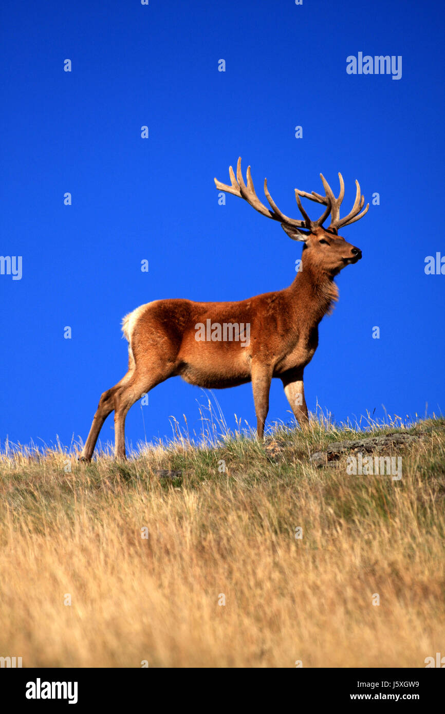blue wild horns deer fallow deer firmament sky roe hart stag blue wild ...