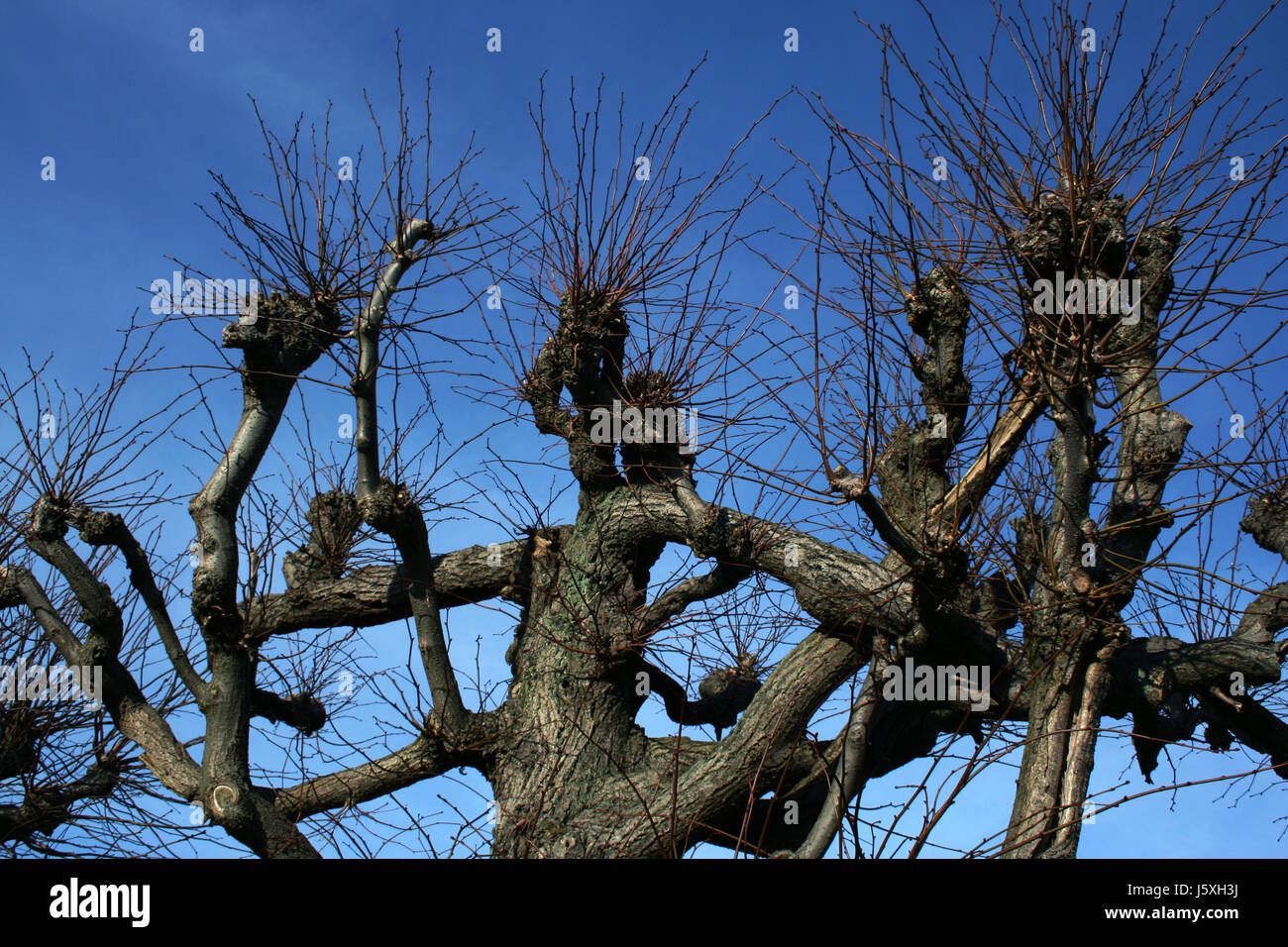 tree ghost weeping willow tree winter branches branch ghost wraiths ...