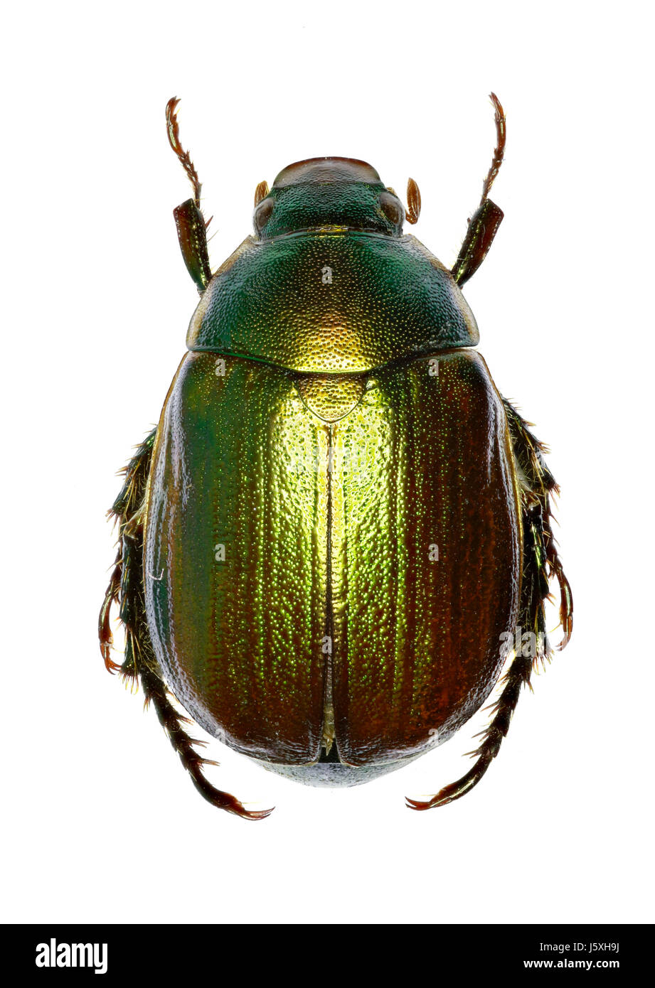 Beetle anomala vitis hi-res stock photography and images - Alamy