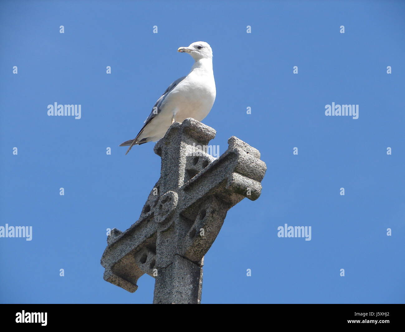 church bird cross birds cemetery pigeon swallow put sitting sit seagull ...