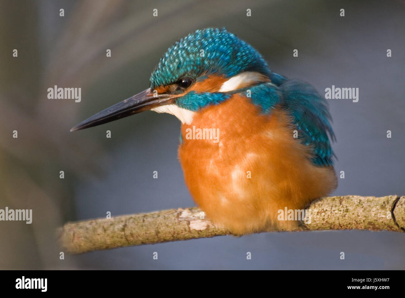 look glancing see view looking peeking looking at beak kingfisher beaks ...