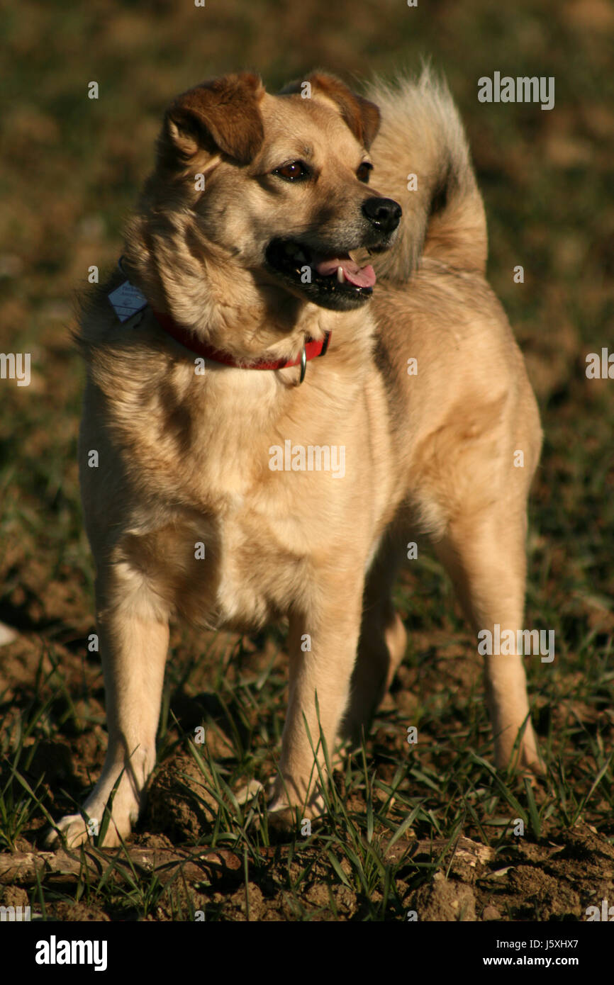 Senfhund hi-res stock photography and images - Alamy