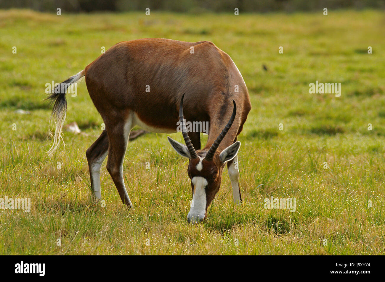 mammal south africa antelope meadow environment enviroment animal ...