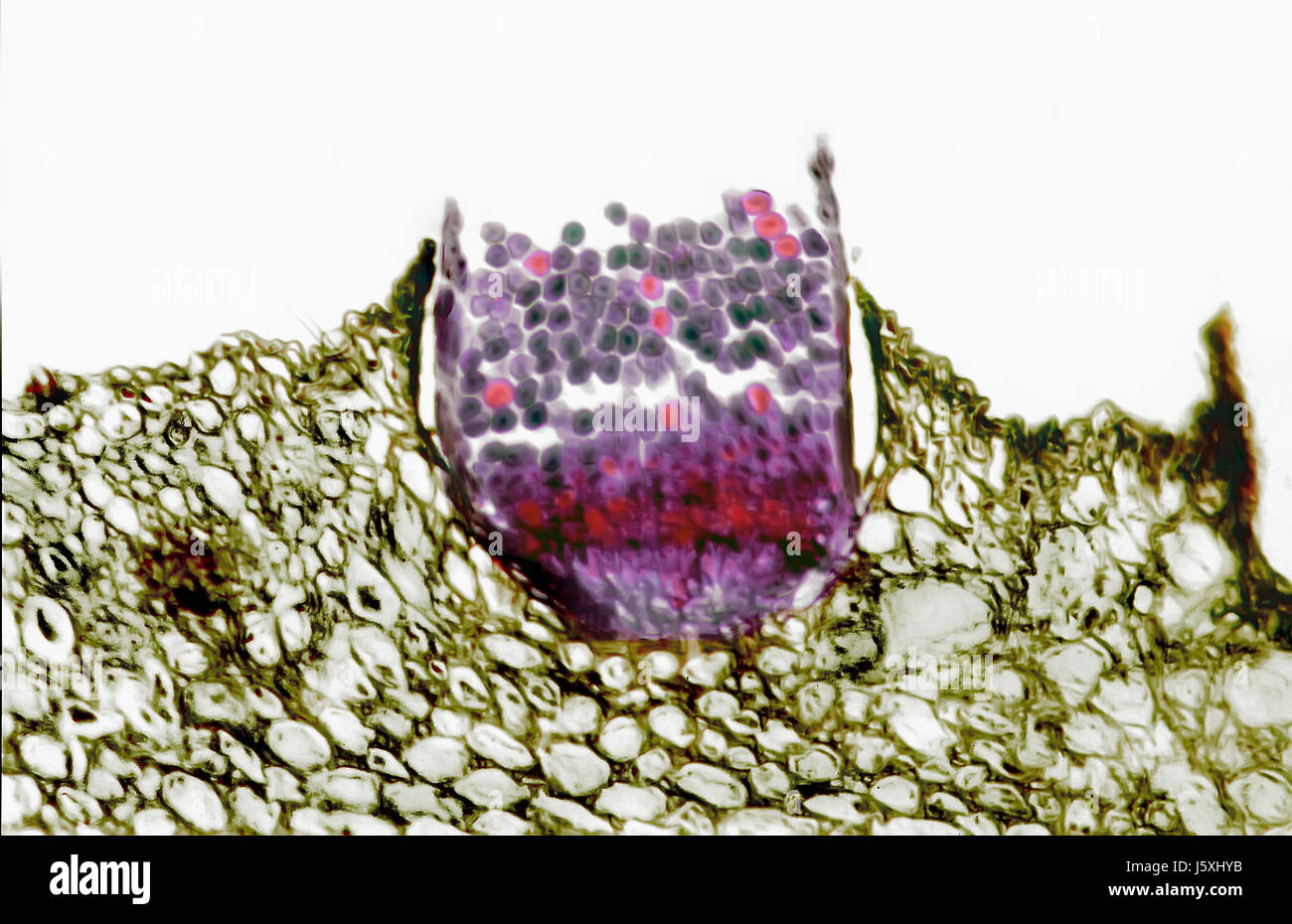 Parasitierend High Resolution Stock Photography and Images - Alamy