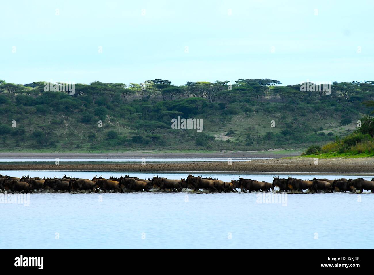 mammals hoofed animals immigration migration africa mammals hoofed ...