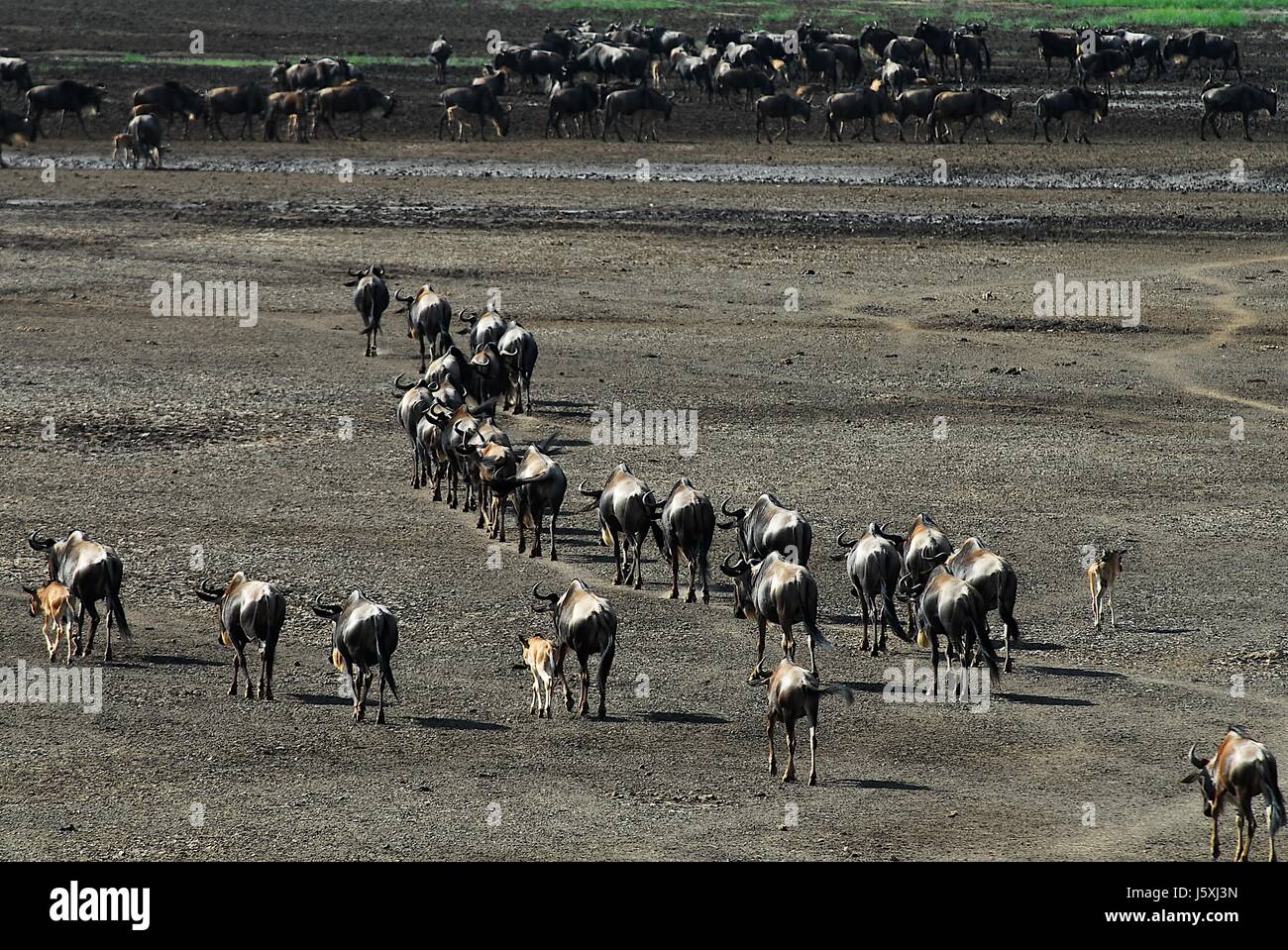 mammals herd hoofed animals immigration migration africa hike go hiking ...