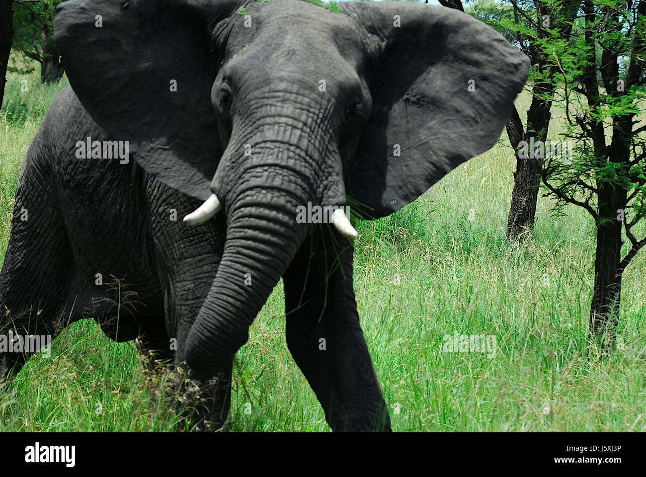 Elephant attack hi-res stock photography and images - Alamy