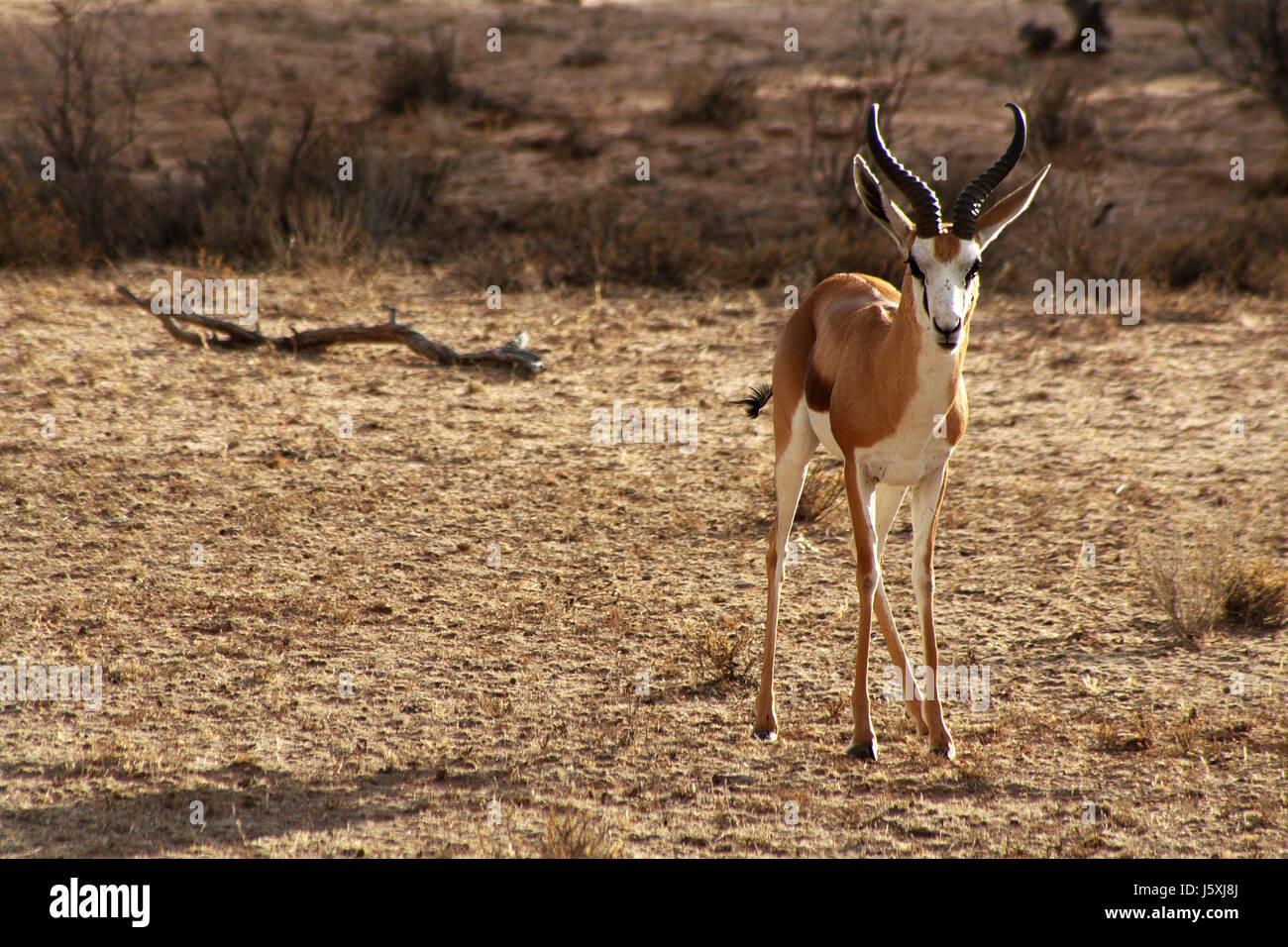 animal africa wildlife safari antelope tree animal national park africa ...
