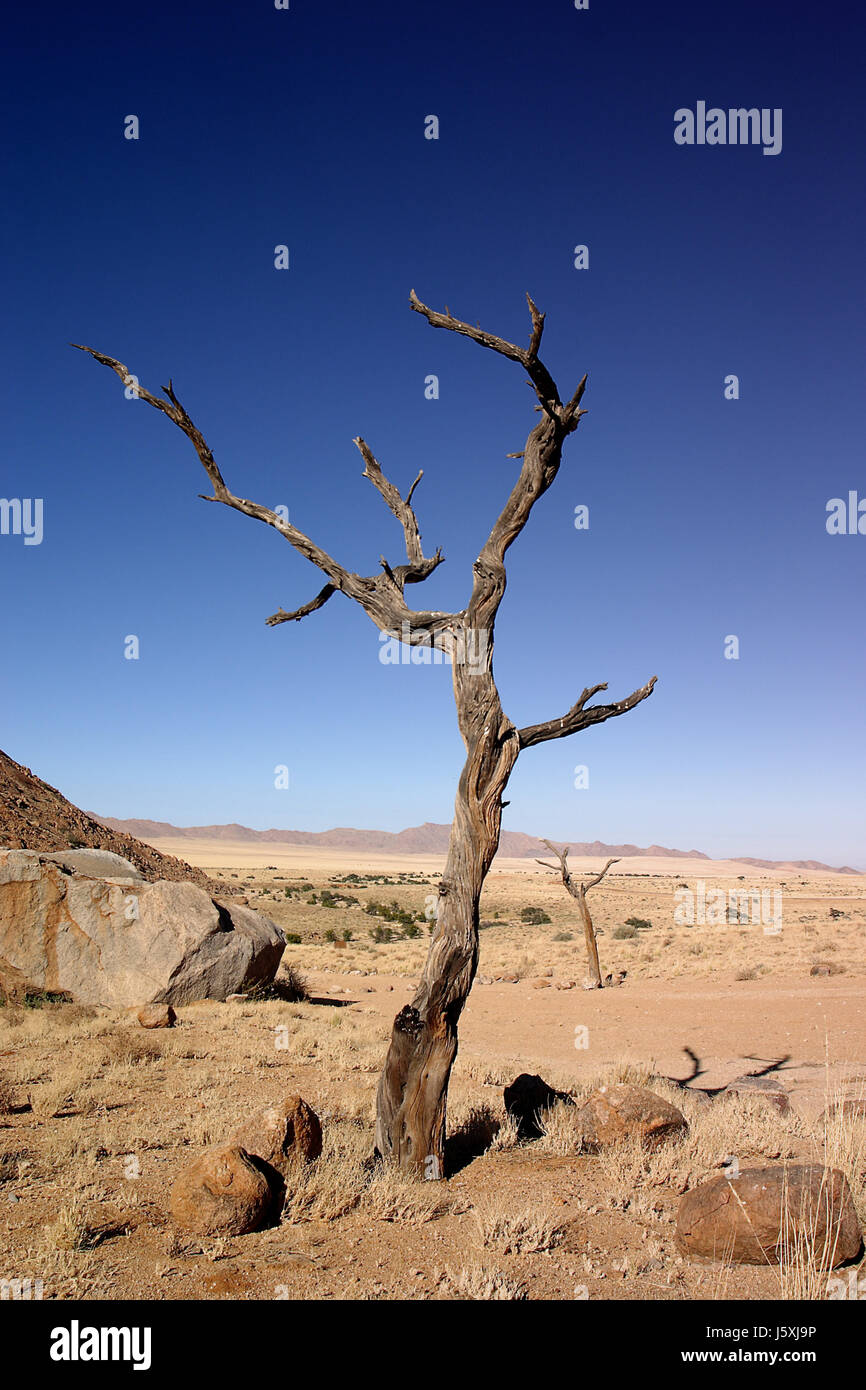 death tree desert wasteland africa dead death tree desert wasteland ...