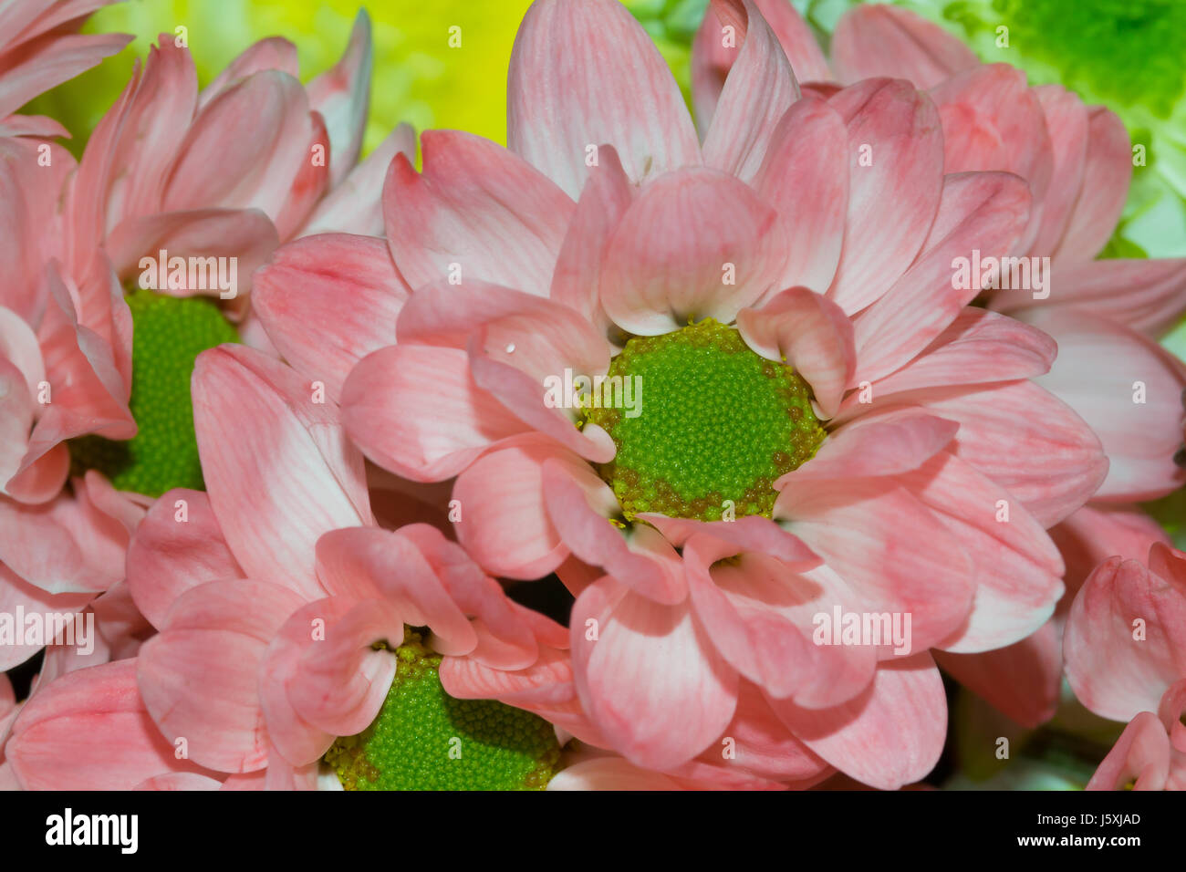 Chrysanthemum a very popular garden and cut flower Stock Photo - Alamy