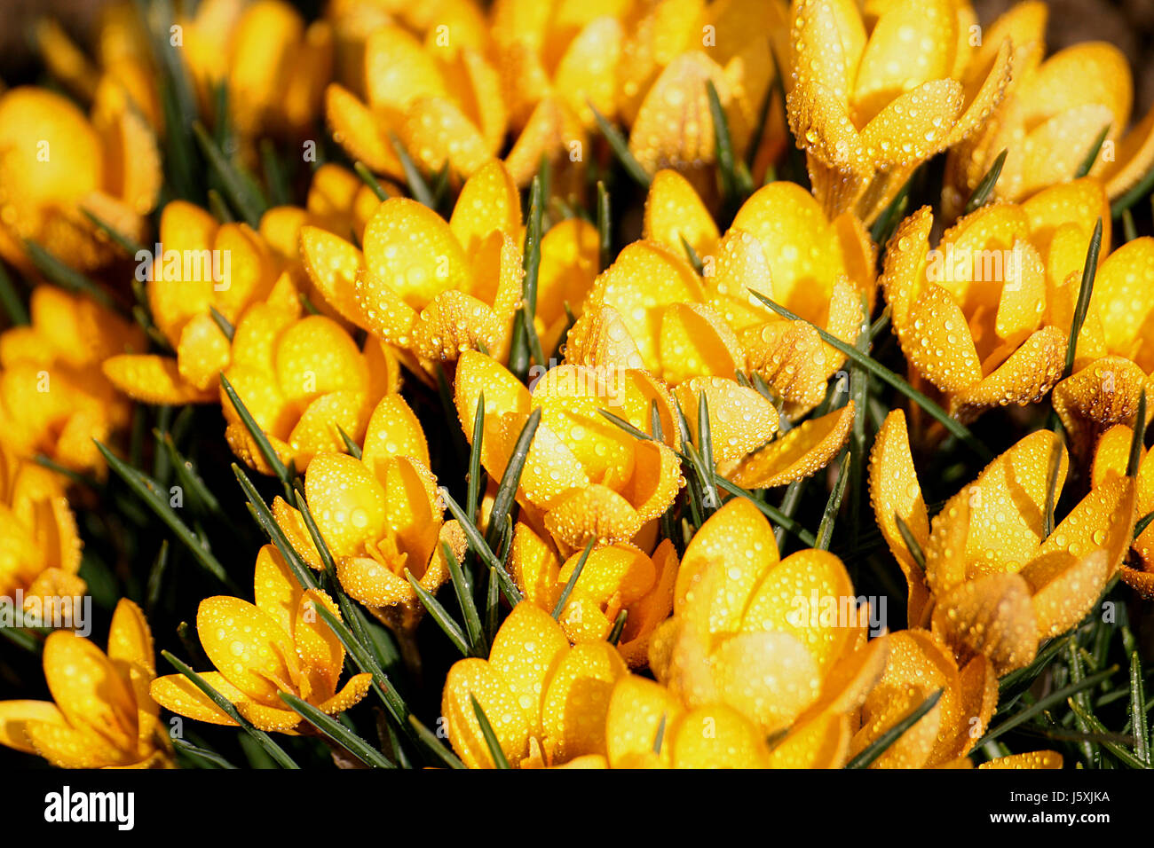 garden green easter spring crocus gardens water drop drip drops seeping ...