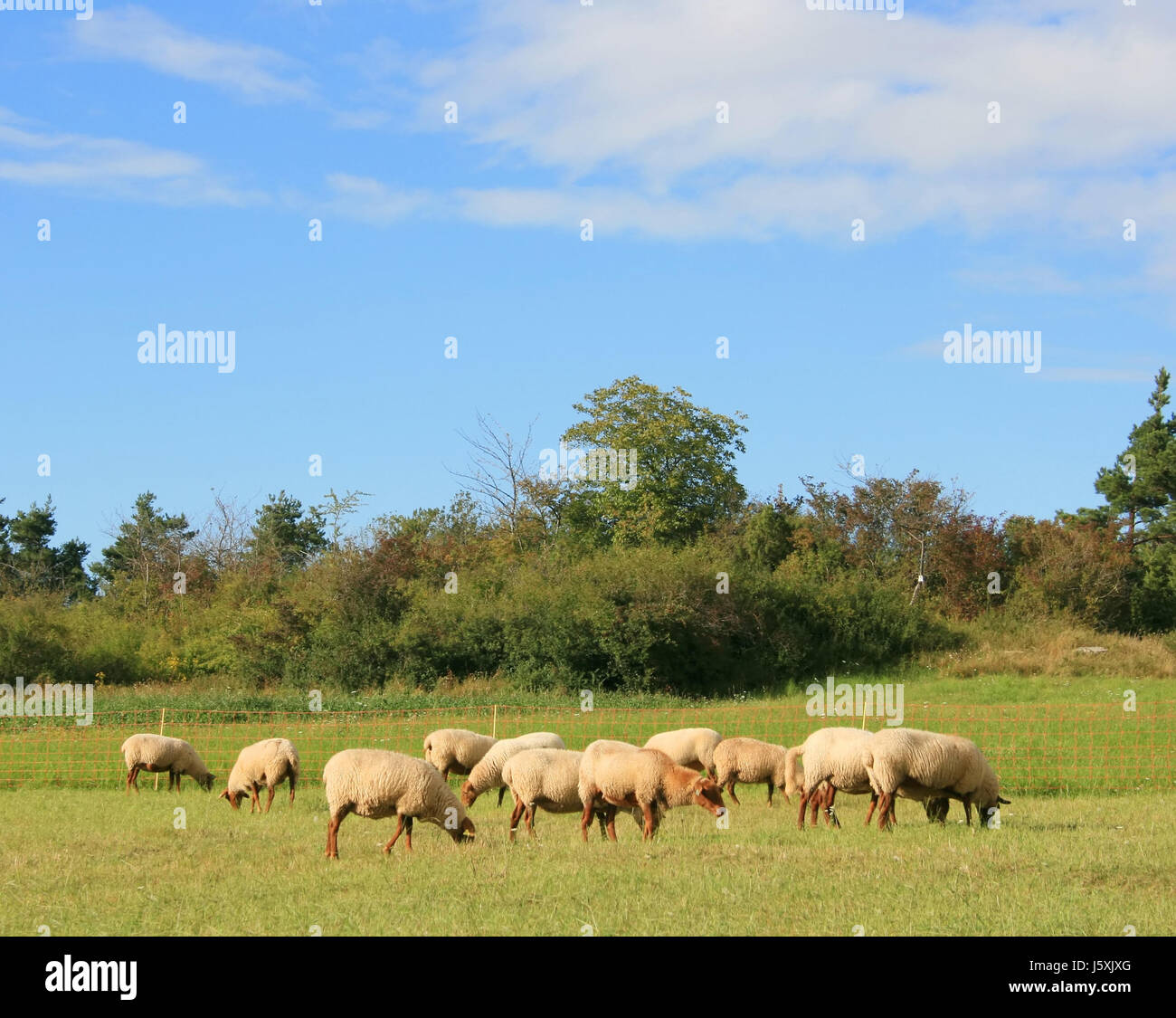 fauna animals herd sheep (pl.) scenery countryside nature bucolic fauna ...