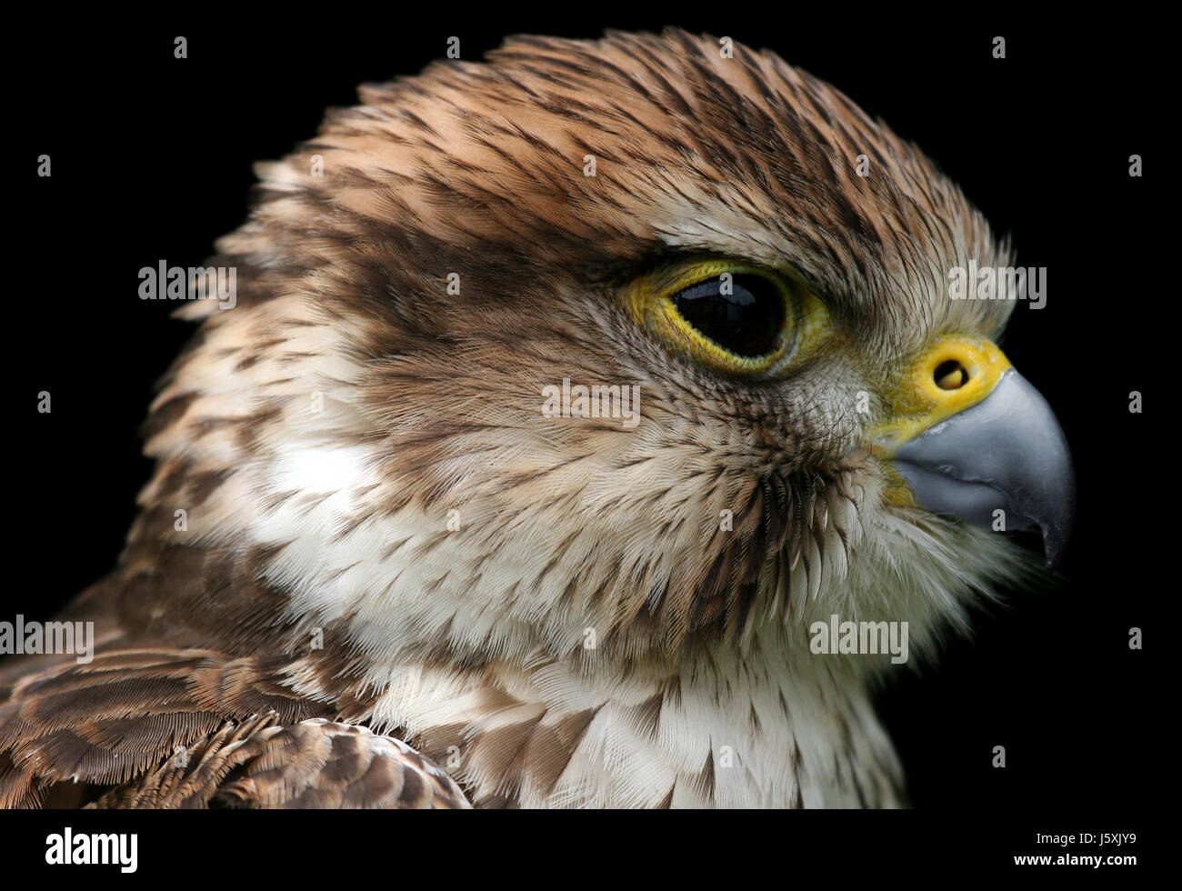 profile portrait falcon raptor profile bird brown brownish brunette ...