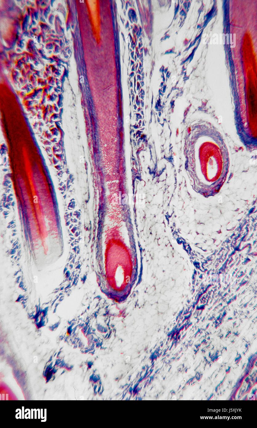 Root hair microscope hi-res stock photography and images - Alamy