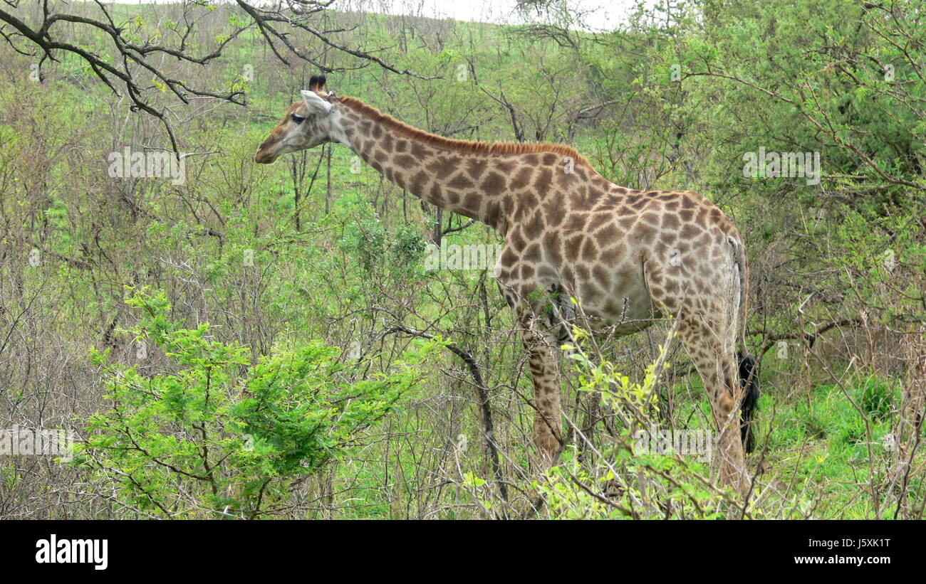 Griaffe hi-res stock photography and images - Alamy