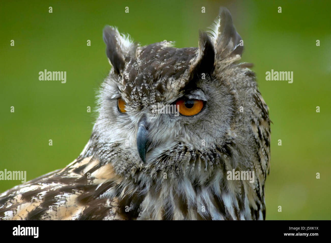 bird raptor birds of prey owl hawk isolated bird hunter blank european ...