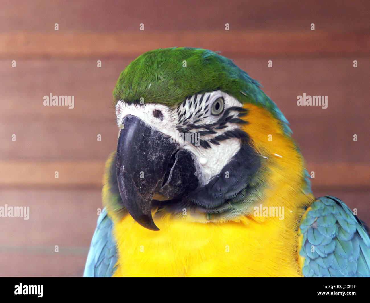 beak beaks parrot talk speaking speaks spoken speak talking chat ...