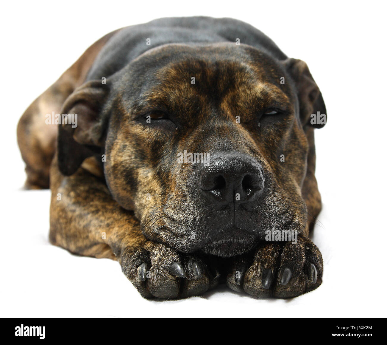 snug witty dog sleep sleeping frontally attack dog bullterrier snug ...