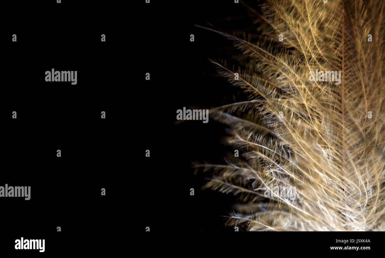 soft delicate filigree easy feathery feather down shine shines bright ...