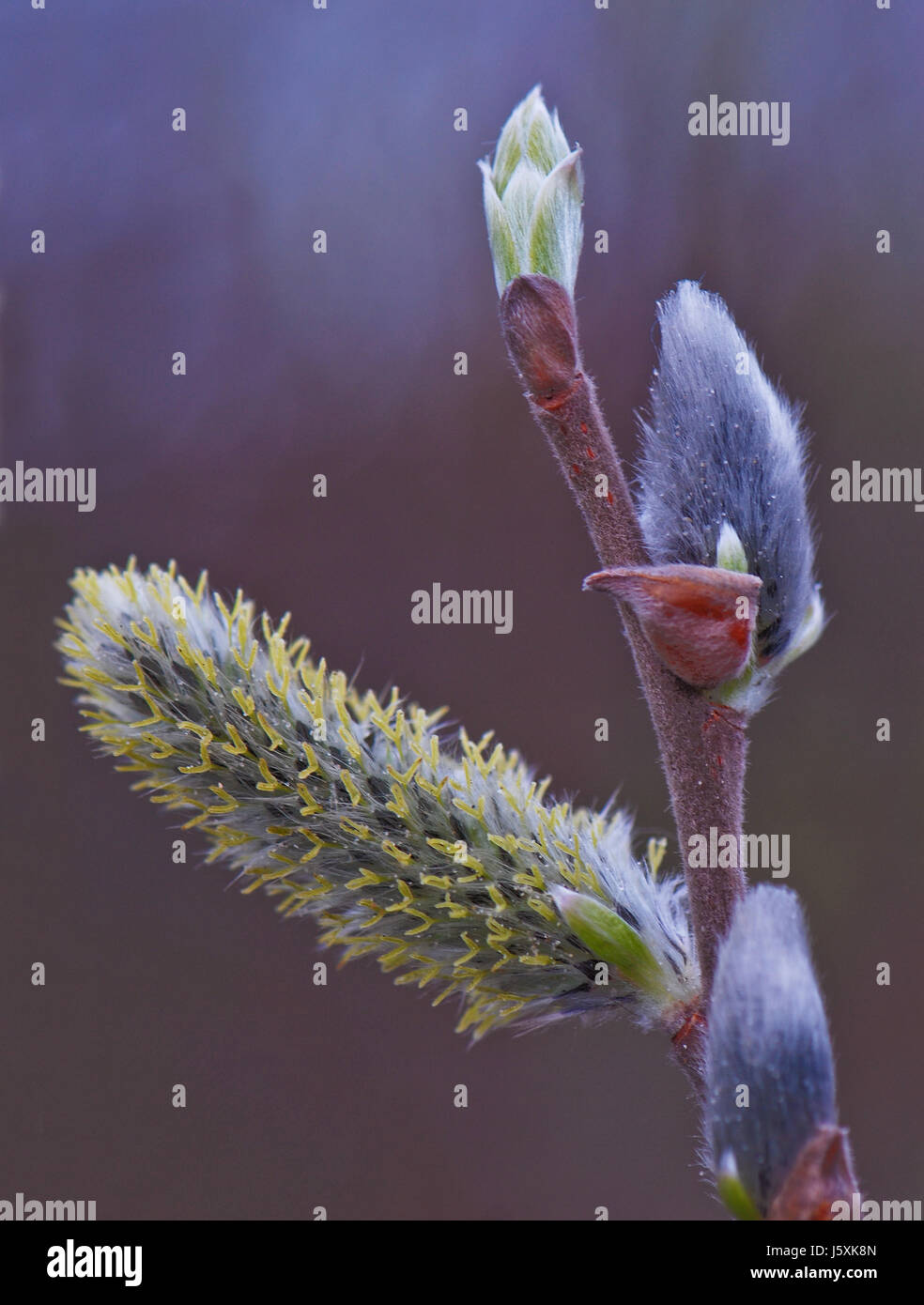 leaves spring bud shrub willow catkin nature leaves spring bud shrub ...