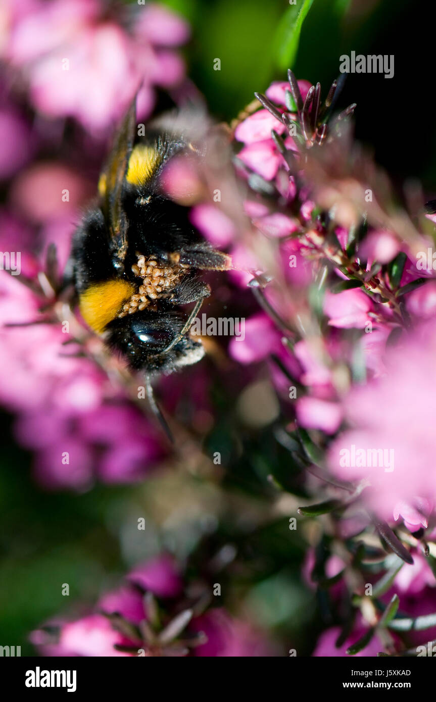 insects furry garden winter insect insects animals wing hairs skin ...