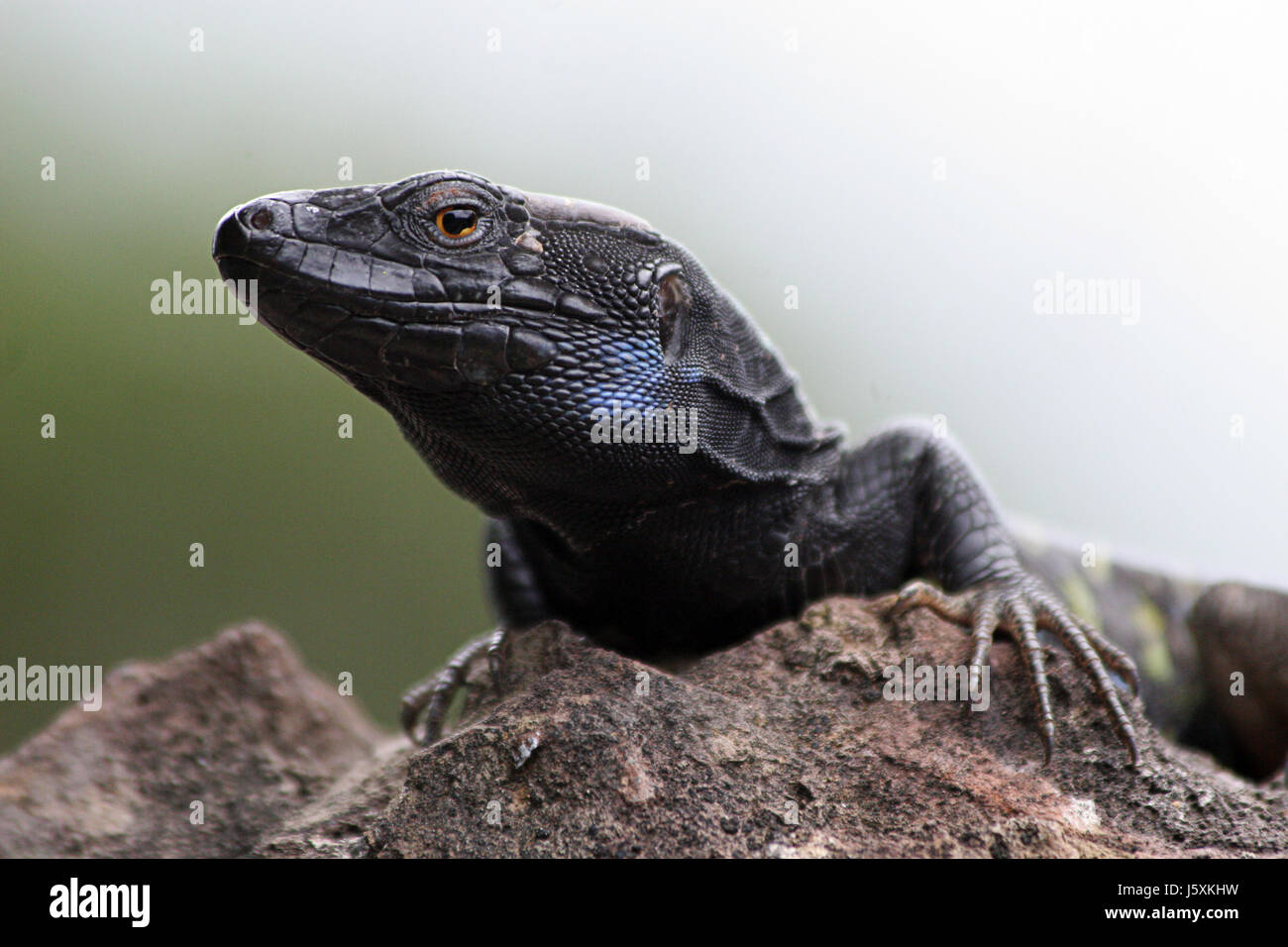 blue lizard saurian canary islands teneriffa canaries blue lizard ...