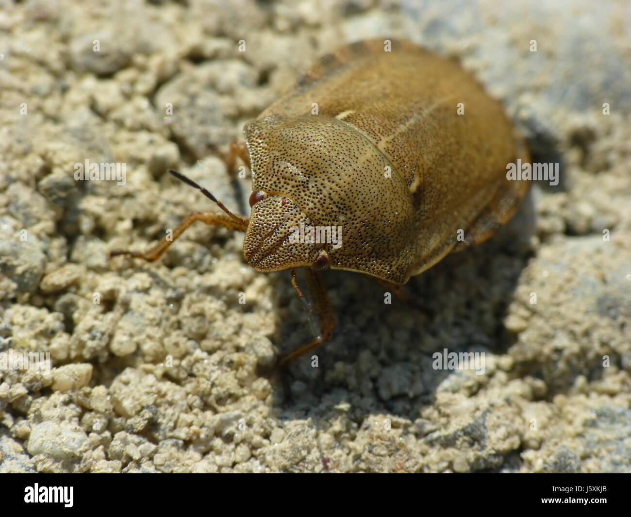 animal insect bug legs macro close-up macro admission close up view ...
