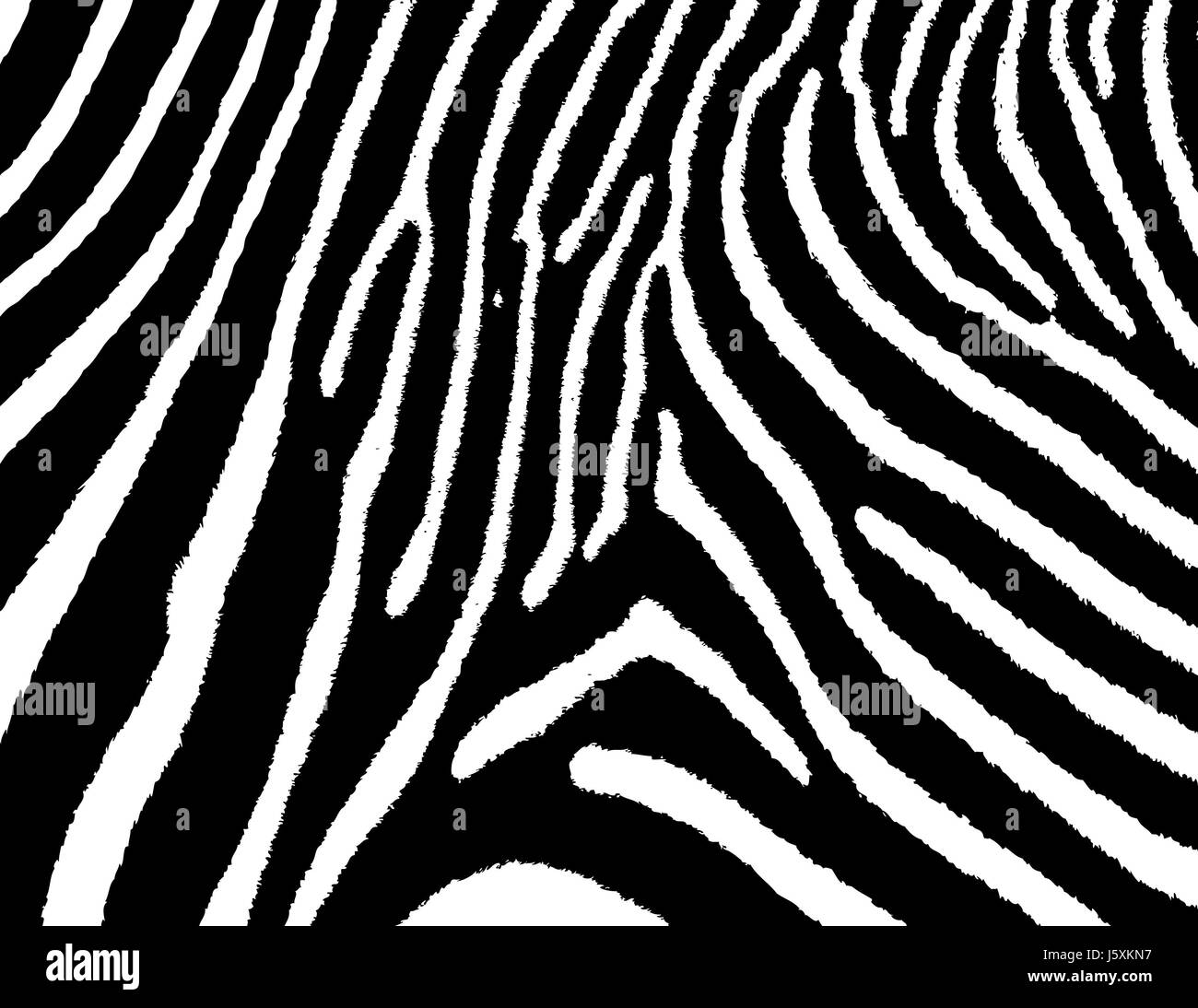 illustration zebra wildlife vector texture stripes stripe design detail ...
