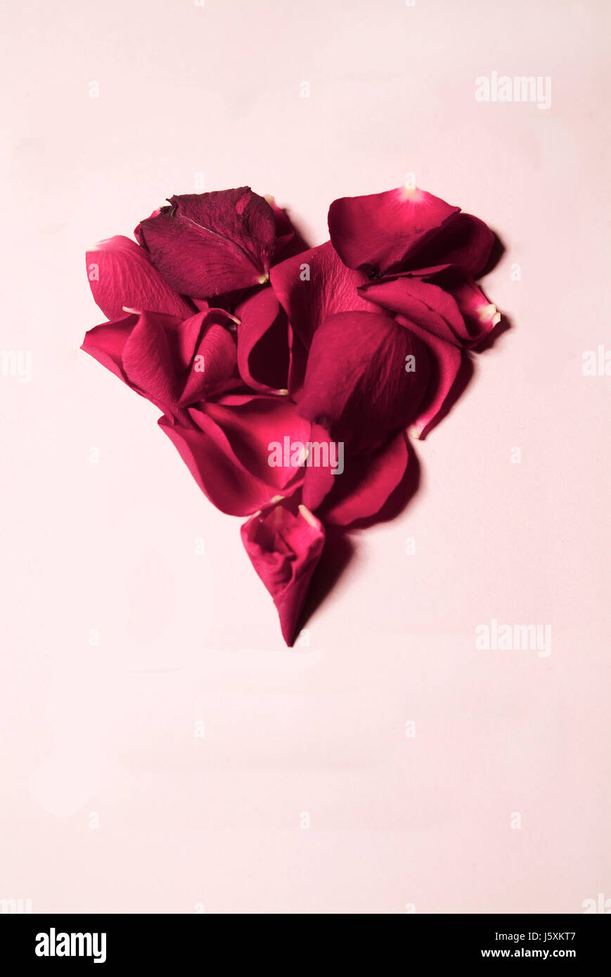 flower rose plant petals shape design shaping formation model figure ...