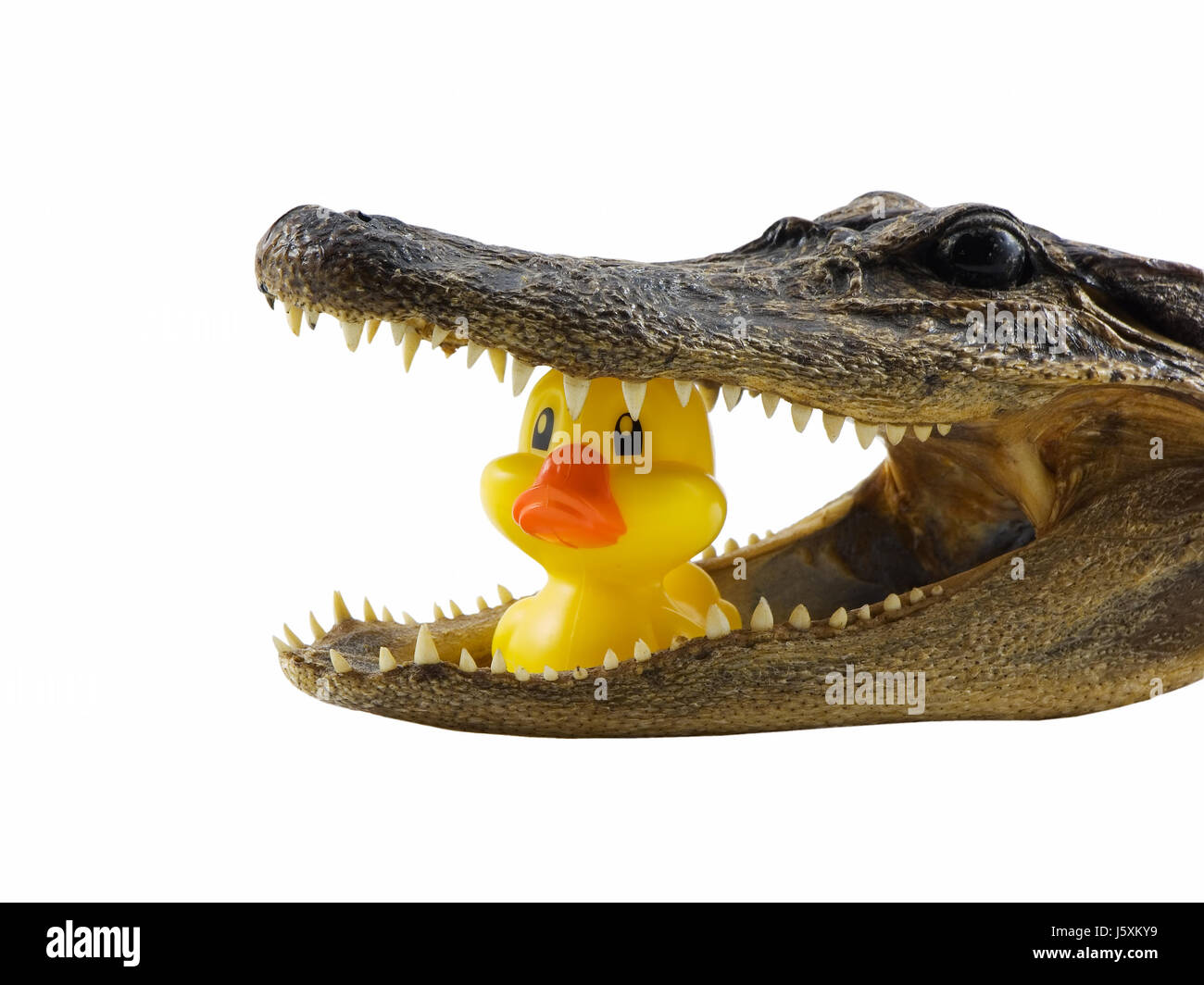 Crocodile eating bird hi-res stock photography and images - Alamy