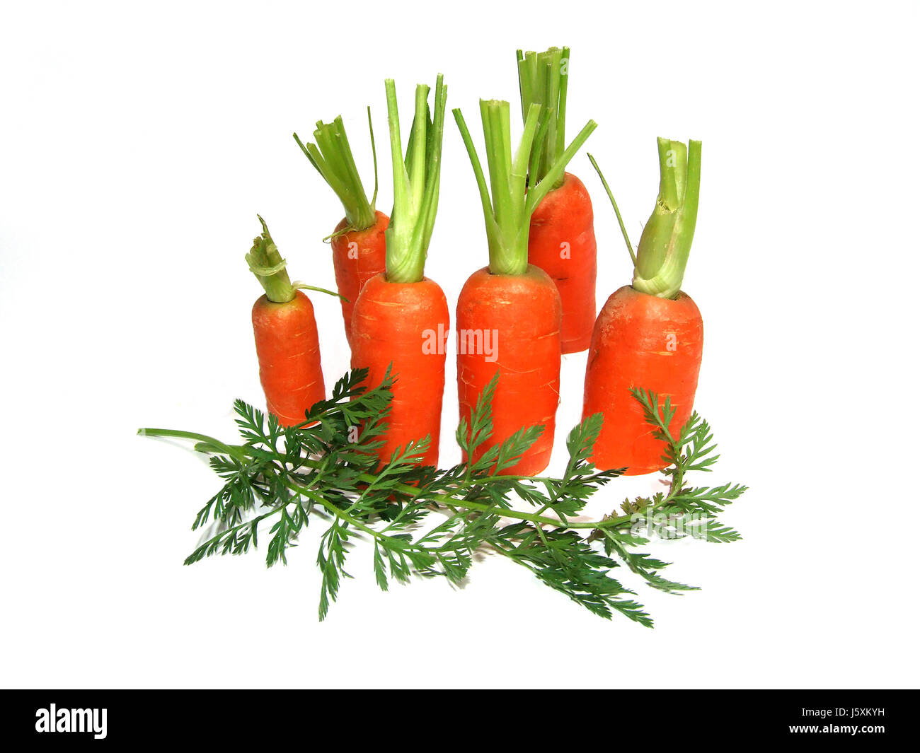 vegetable root carrots carrot carotin root vegetable carrots carrot ...