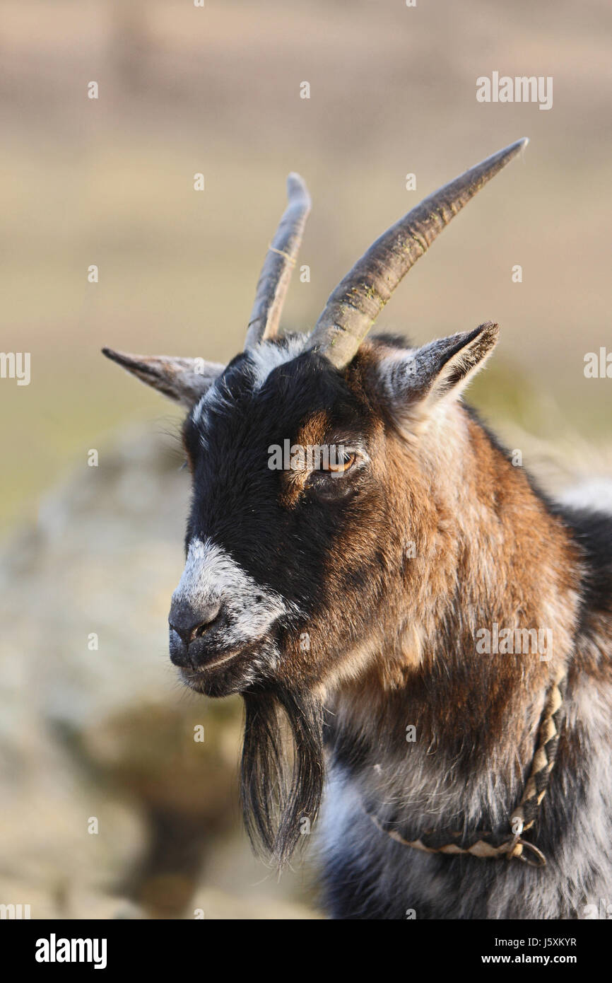 goat buck cornets billy goat he-goat animal pet portrait goat buck horn ...